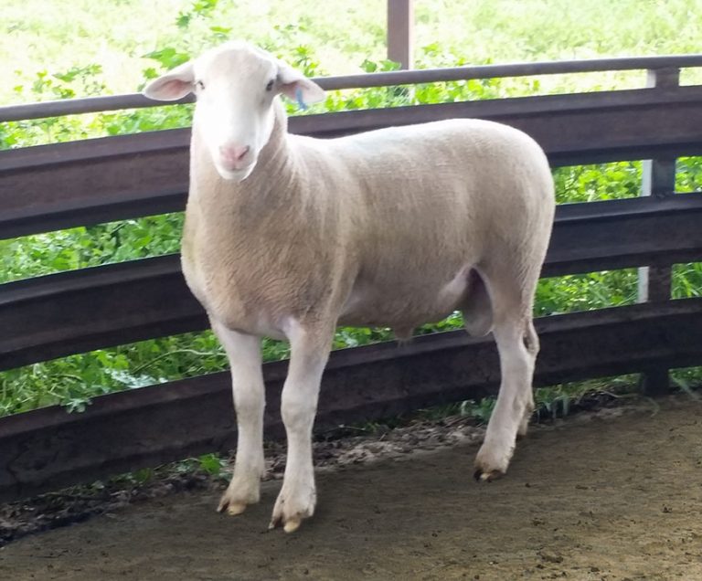 kismet-white-suffolk-ram-sire-2015 – White Suffolk Sheep & Poll Dorset ...