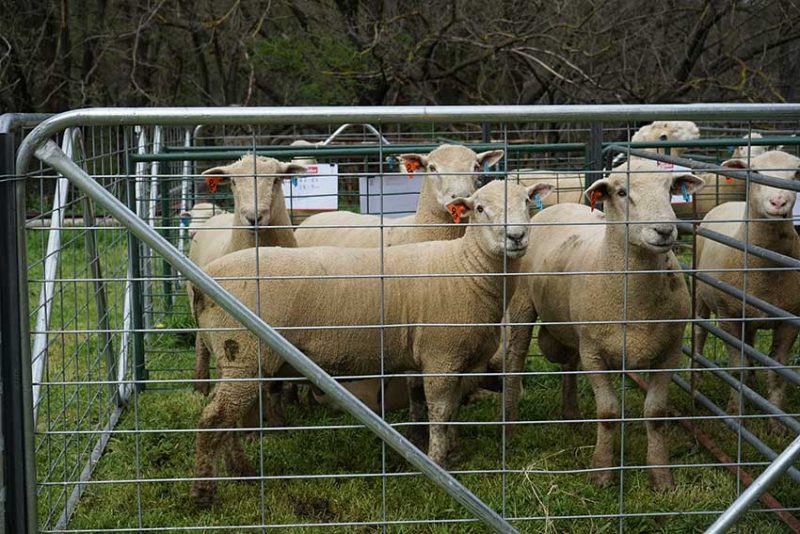 ram-sale-2016-04 – White Suffolk Sheep & Poll Dorset Sheep for sale NSW VIC