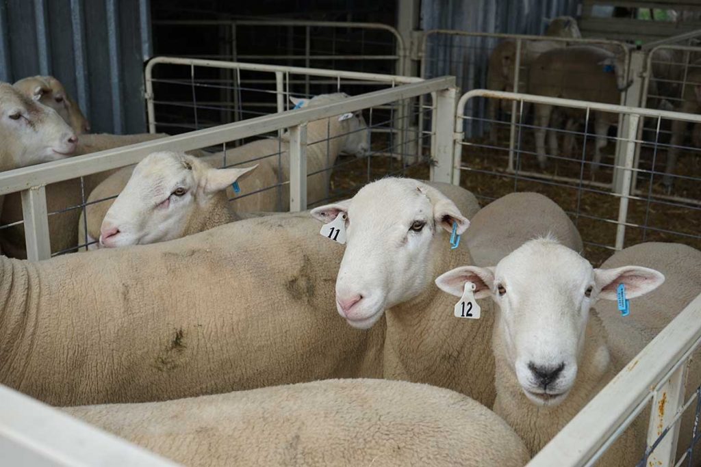 white-suffolk-rams-2016-sale-09 – White Suffolk Sheep & Poll Dorset ...