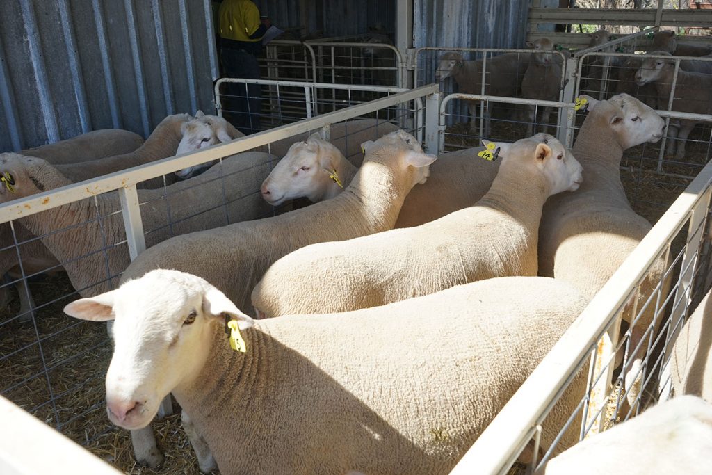 Gallery – White Suffolk Sheep & Poll Dorset Sheep for sale NSW VIC