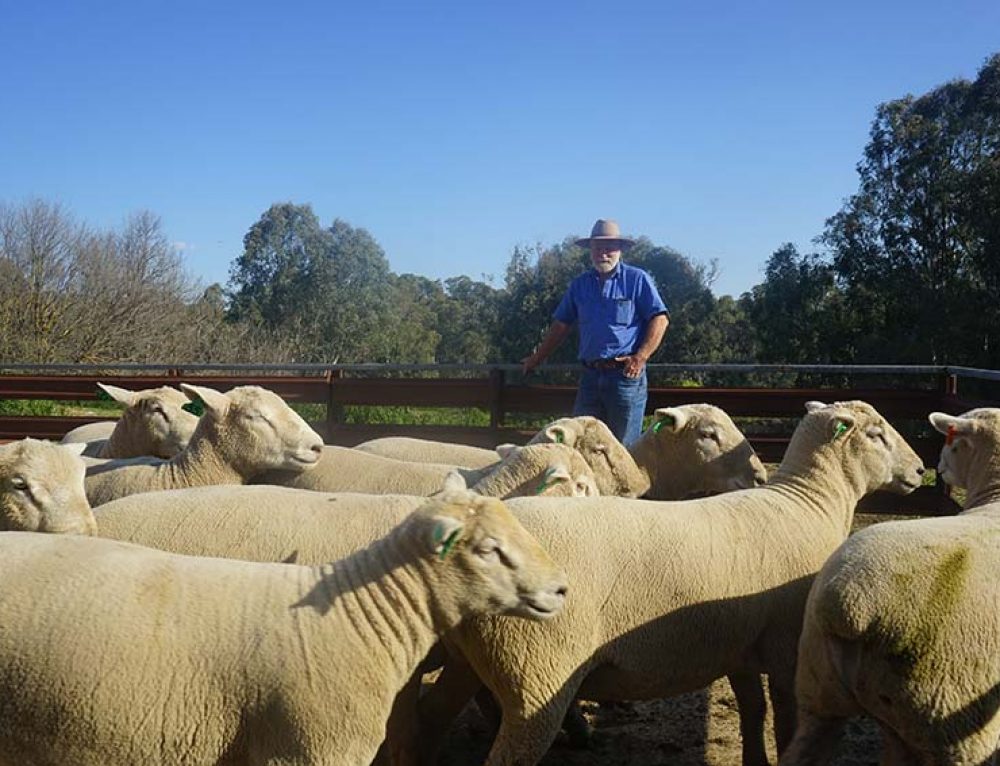 2021 Spring Ram Sale results - White Suffolk Sheep & Poll Dorset Sheep ...