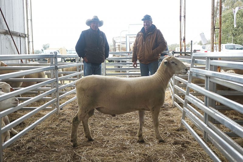 White Suffolk Sheep & Poll Dorset Sheep for sale NSW VIC – White ...