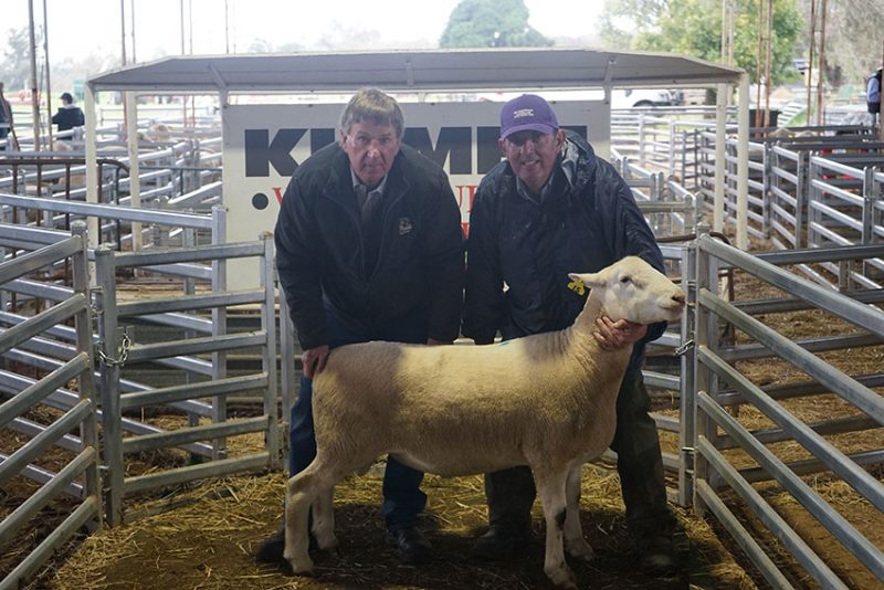 White Suffolk Sheep & Poll Dorset Sheep for sale NSW VIC – White ...