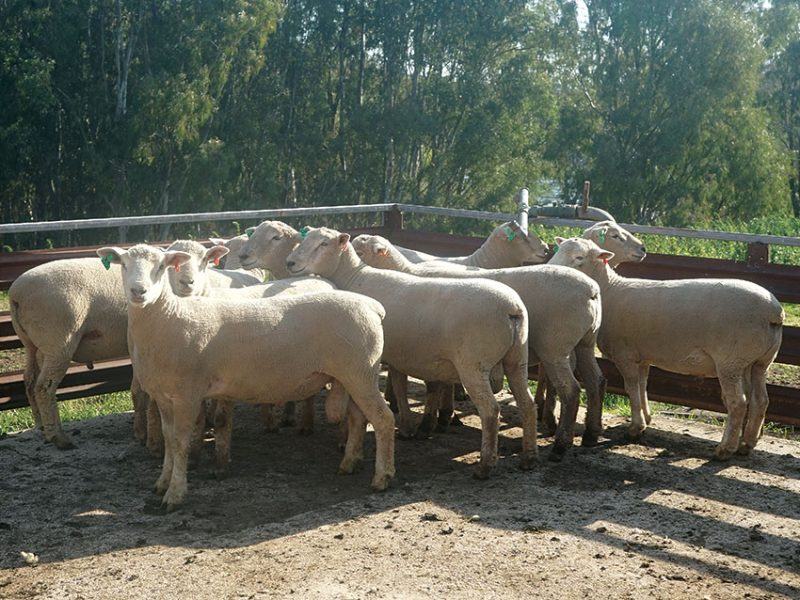 White Suffolk Sheep & Poll Dorset Sheep for sale NSW VIC – White ...